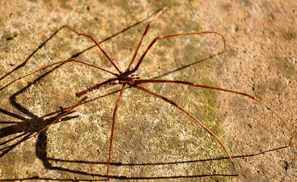 Common Net-Casting Spider | Project Noah