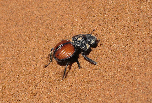 Flightless orange dung beetle | Project Noah