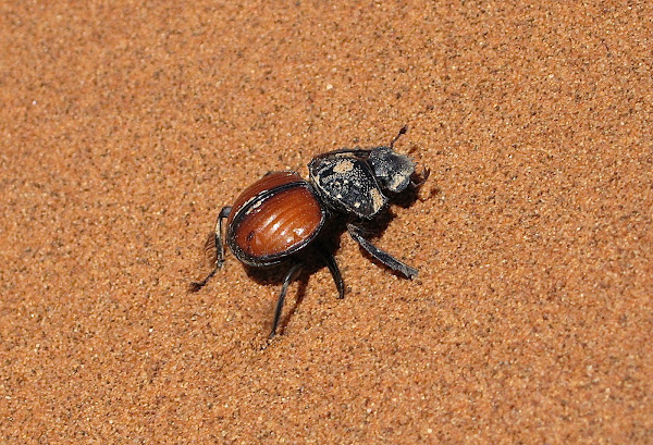 Flightless orange dung beetle | Project Noah