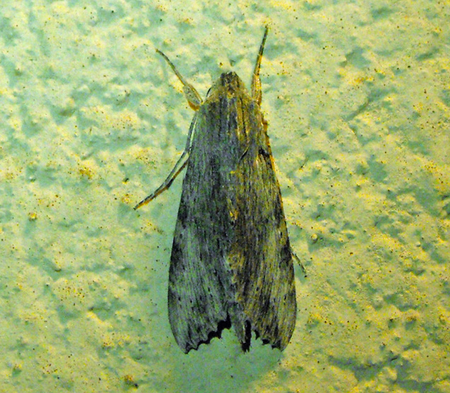 Spotting | Project Noah