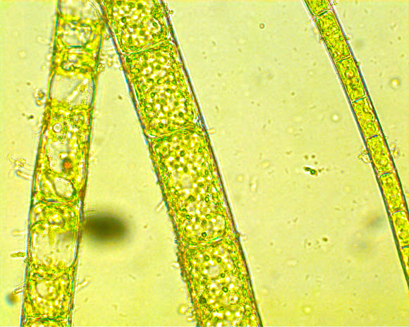 Microspora | Project Noah