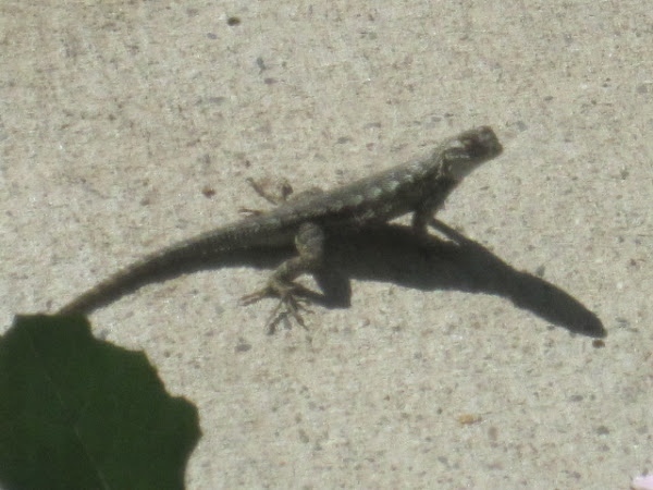 Lizard | Project Noah