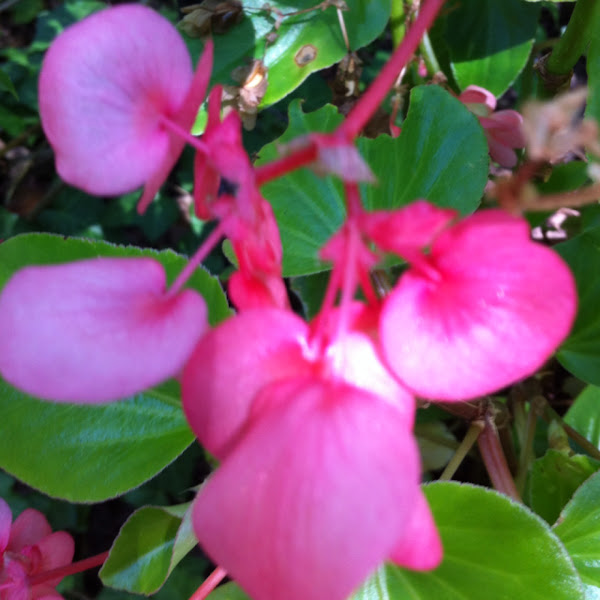 Begonia | Project Noah