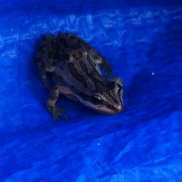 Boreal Chorus Frog | Project Noah