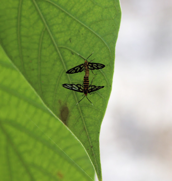 Amata Wasp Moth | Project Noah