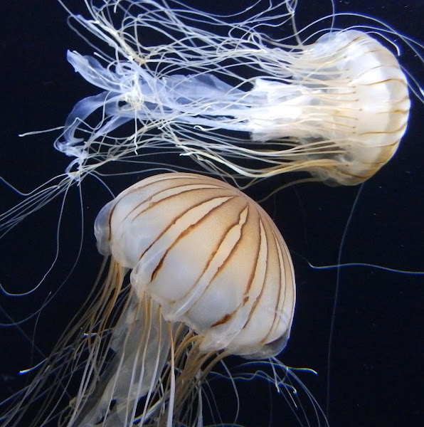 Japanese sea nettle | Project Noah