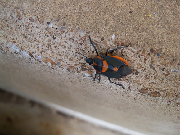 Florida Predatory Stink Bug | Project Noah