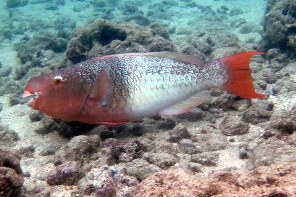 Ember Parrotfish | Project Noah