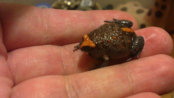 Red-crowned Toadlet | Project Noah