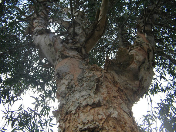 Paperbark tree | Project Noah