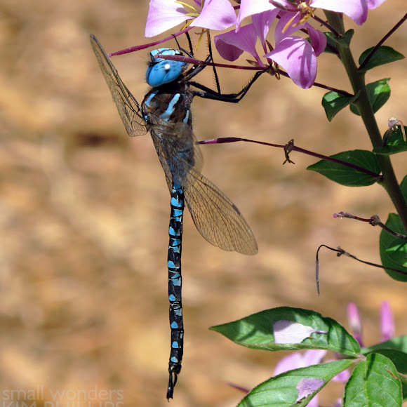 Spatterdock Darner - male | Project Noah