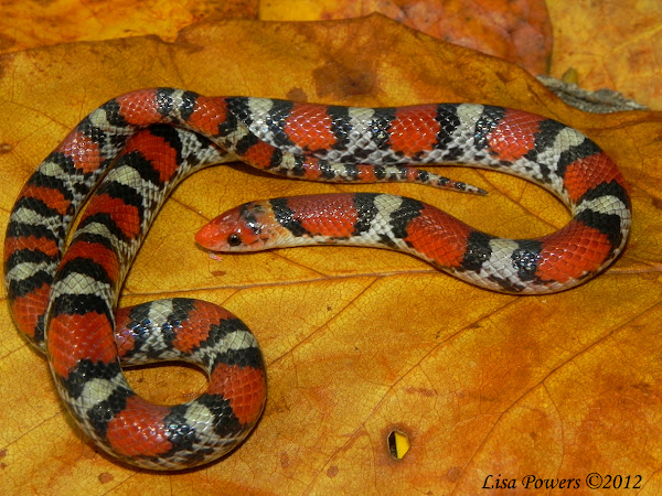 Scarlet Snake | Project Noah