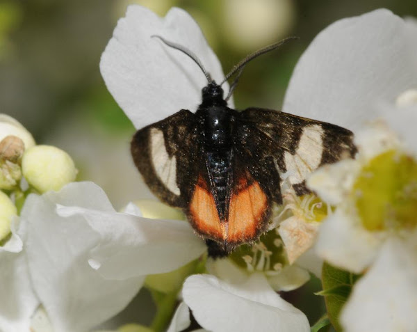 Grapevine Epimenis | Project Noah