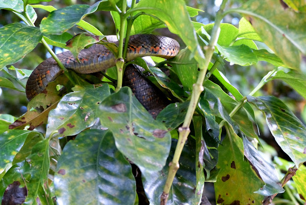 Neotropical Bird-Eating Snake | Project Noah