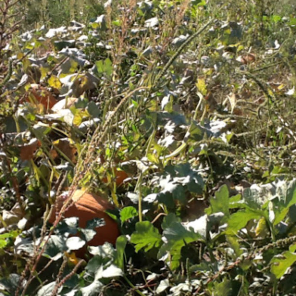 Pumpkin | Project Noah