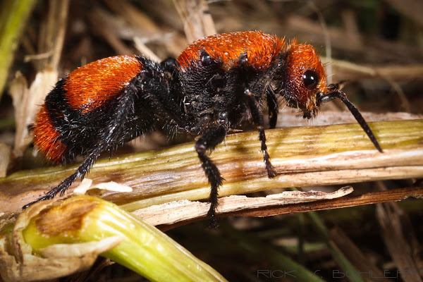 Red velvet ant or Cow Killer Ant | Project Noah