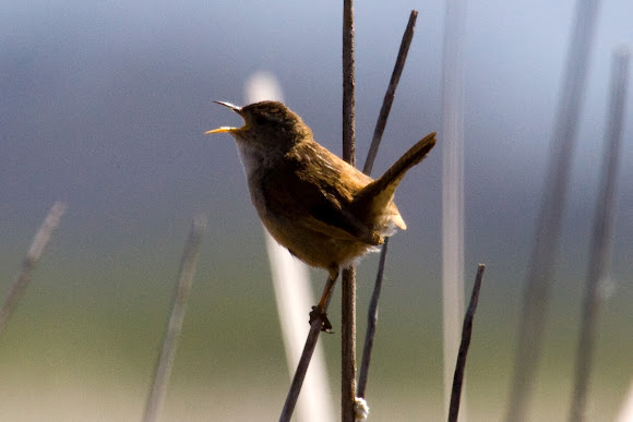 Marsh Wren | Project Noah