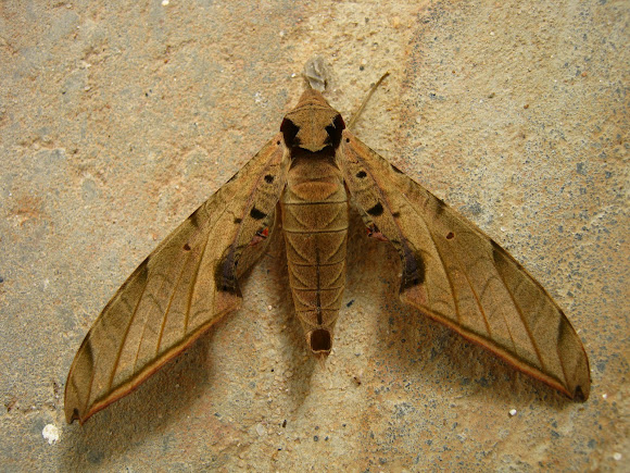 Dead Leaf Sphinx | Project Noah