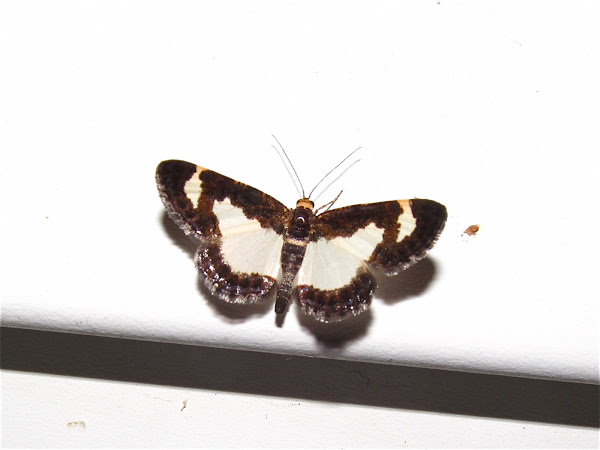 Common Spring Moth | Project Noah