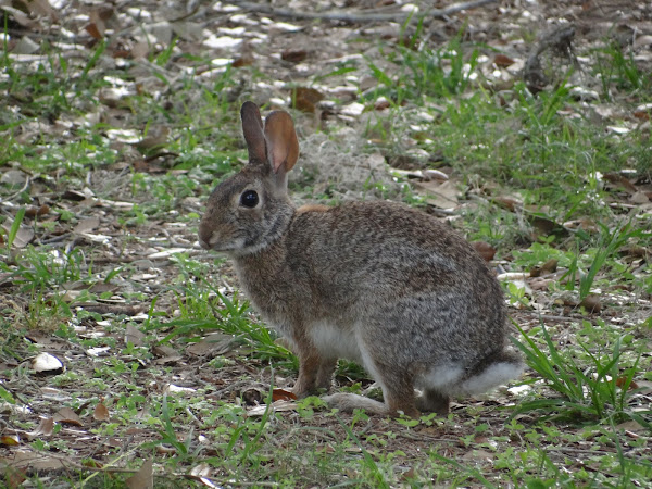 Marsh Rabbit | Project Noah