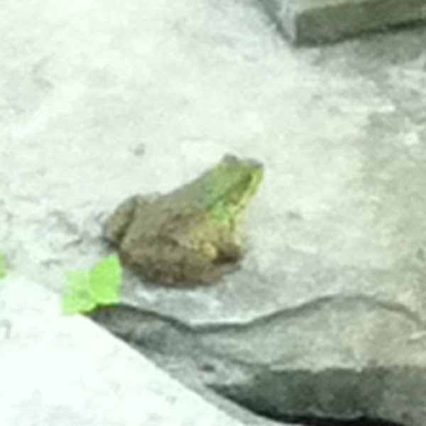 Green frog | Project Noah