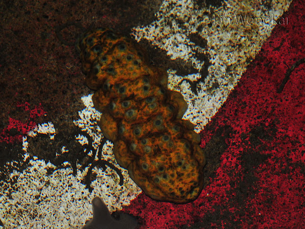 Sea Cucumber | Project Noah