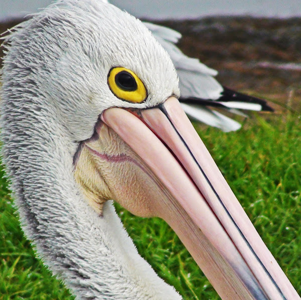 Australian Pelican | Project Noah