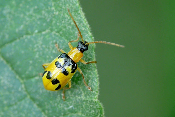 Skeletonizing leaf beetle | Project Noah