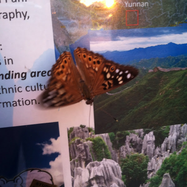 Hackberry butterfly | Project Noah