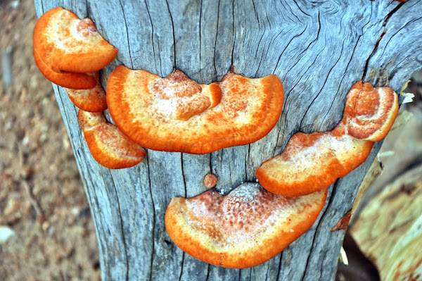 Fungos | Project Noah