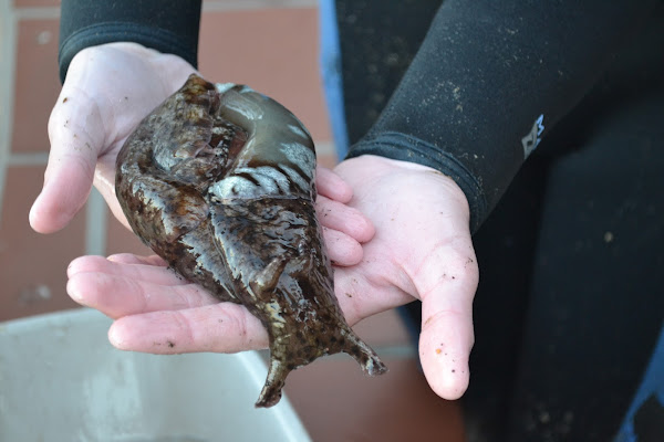 California Sea Hare | Project Noah