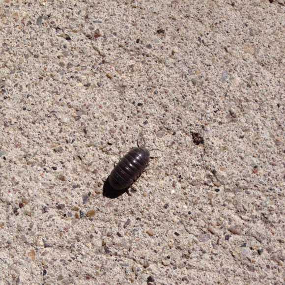 Common Pill Bug | Project Noah
