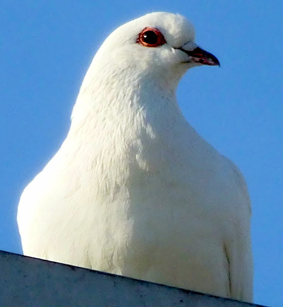 Rock pigeon | Project Noah
