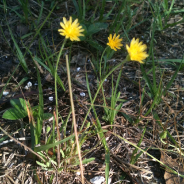 False Dandelion | Project Noah