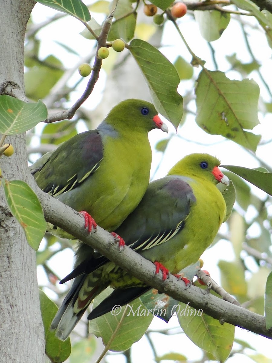 African Green Pigeon | Project Noah