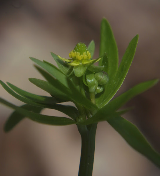 Littleleaf Buttercup | Project Noah