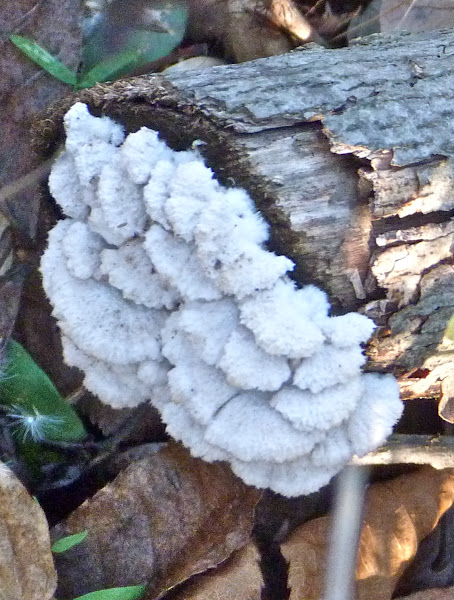 Split gill fungus | Project Noah