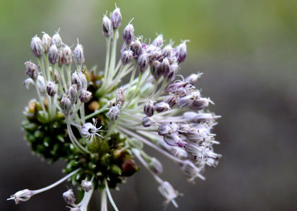 Wild Garlic | Project Noah