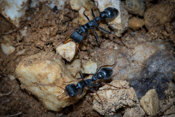 Jack Jumper Ants | Project Noah