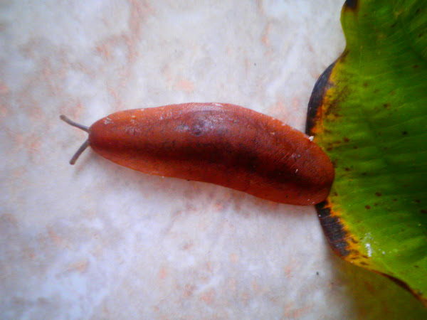 Indonesian land slug | Project Noah