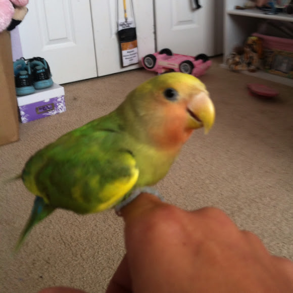 mutation of peach faced lovebird | Project Noah