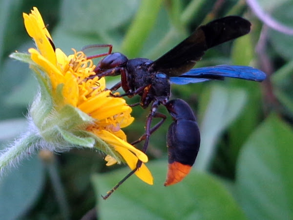 Fire-tailed wasp | Project Noah