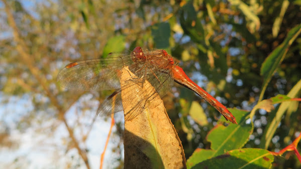 Autumn Meadowhawk Dragonfly | Project Noah