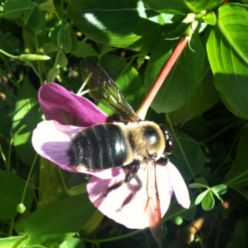 Carpenter bee | Project Noah
