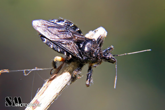 Bee assassin bug | Project Noah