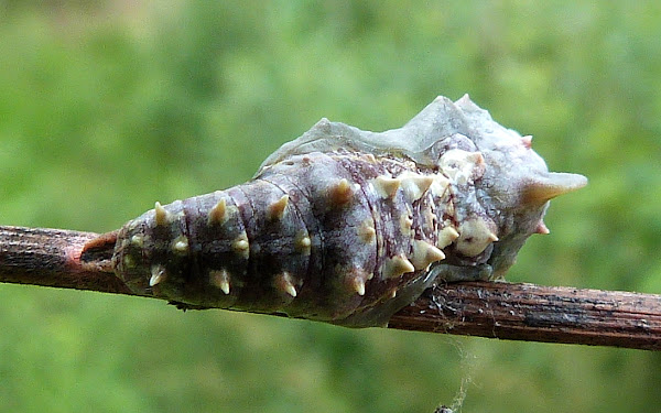 Question Mark Butterfly Chrysalis | Project Noah