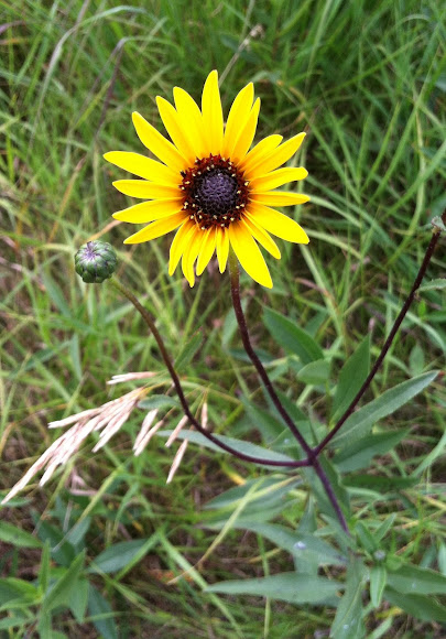 Stiff Sunflower | Project Noah