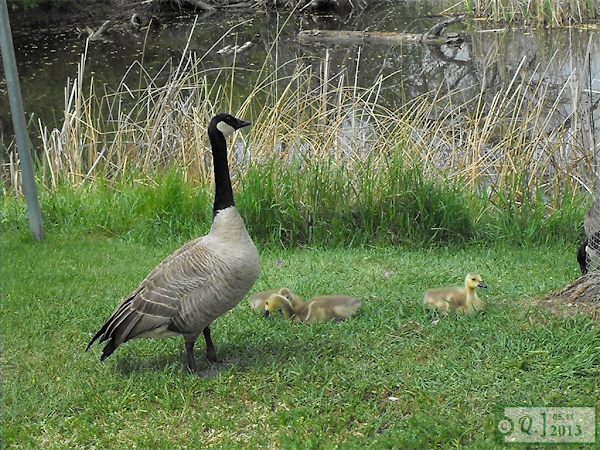 Canada Goose | Project Noah