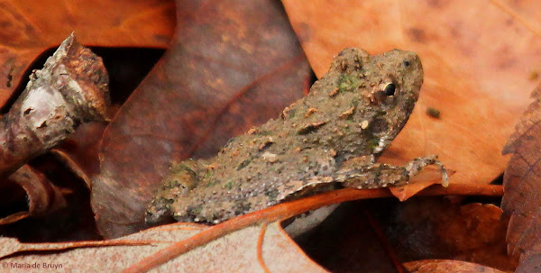 Northern Cricket Frog | Project Noah