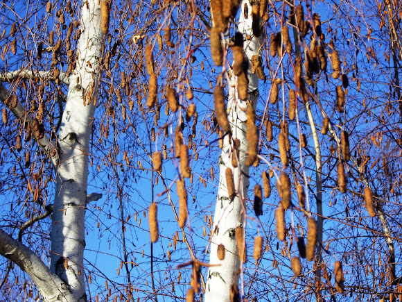 Paper Birch | Project Noah